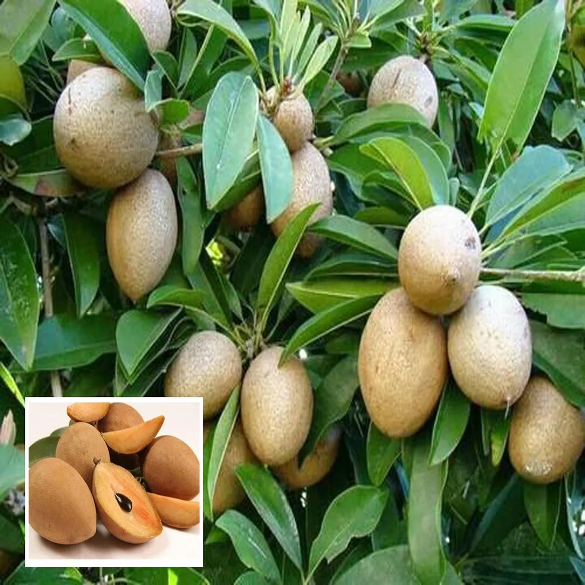 Thai Kalapatti Chikoo Sapota Grafted Fruit Live Plant - Megha Agro Farm