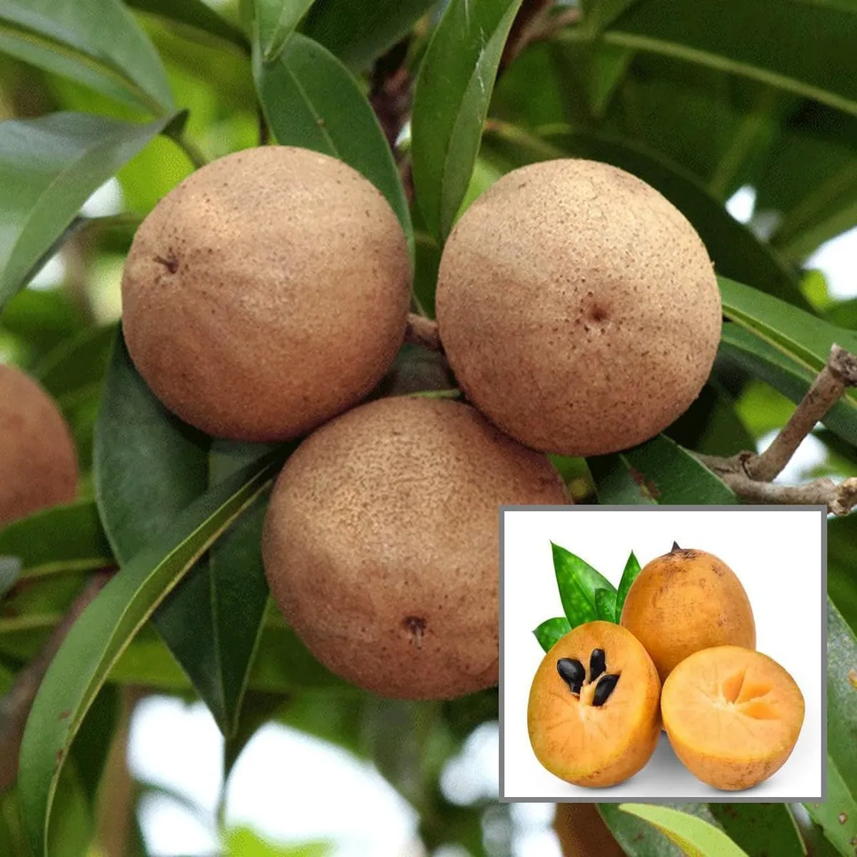 Cricket Ball Chikoo Sapota Grafted Fruit Live Plant - Megha Agro Farm