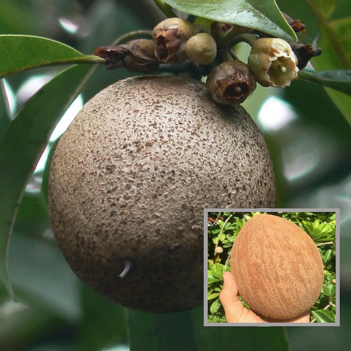 Jambo Chikoo Sapota Grafted Fruit Live Plant - Megha Agro Farm