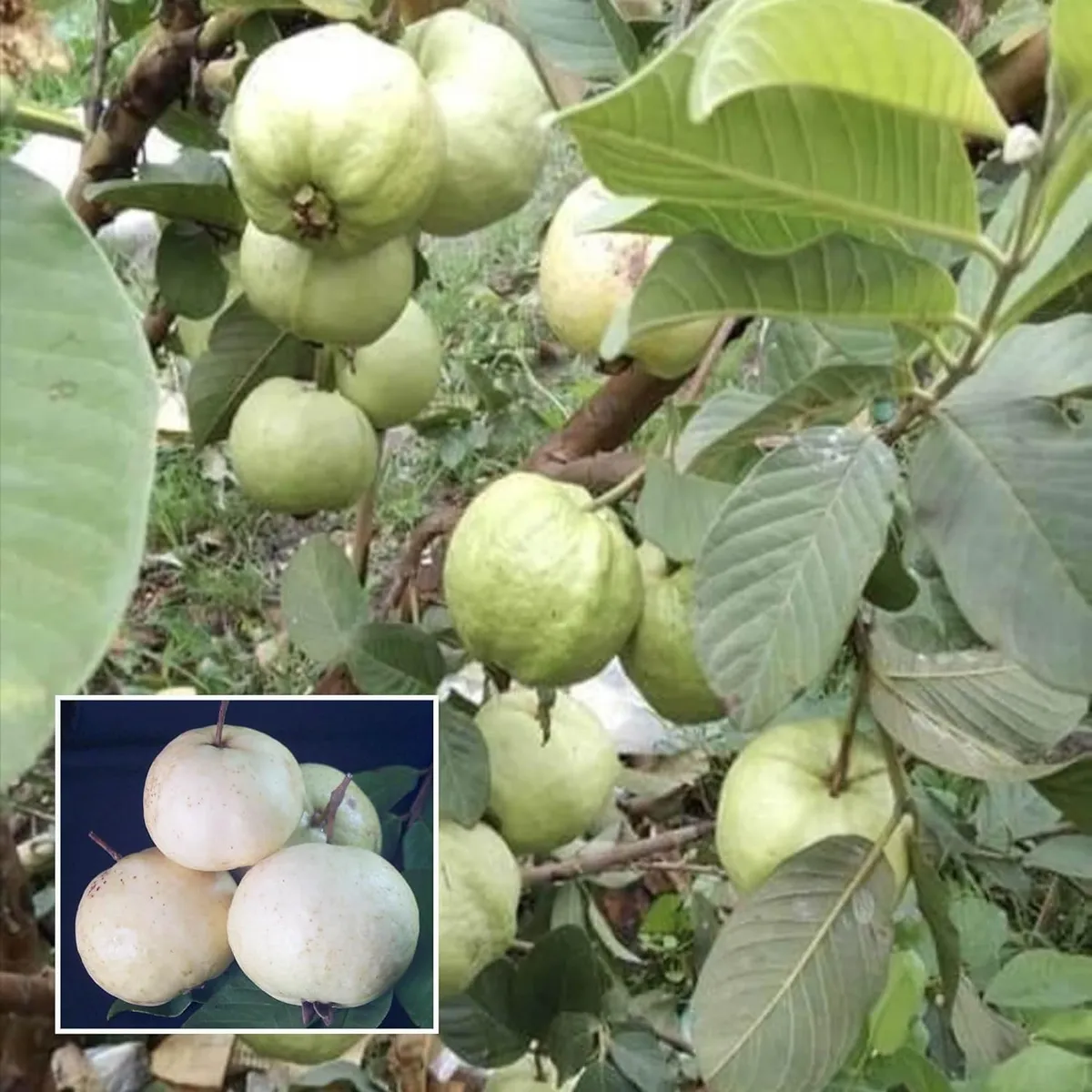 Seedless White Diamond Guava Amrood Layering/Grafted Fruit Live Plant ...