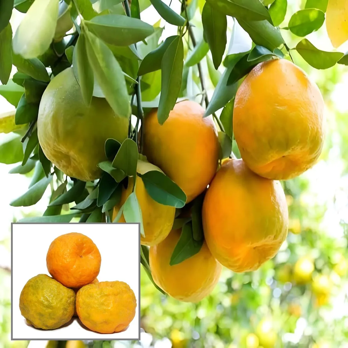 Nagpur Mandarin All Time Orange Santra Grafted Fruit Live Plant - Megha ...