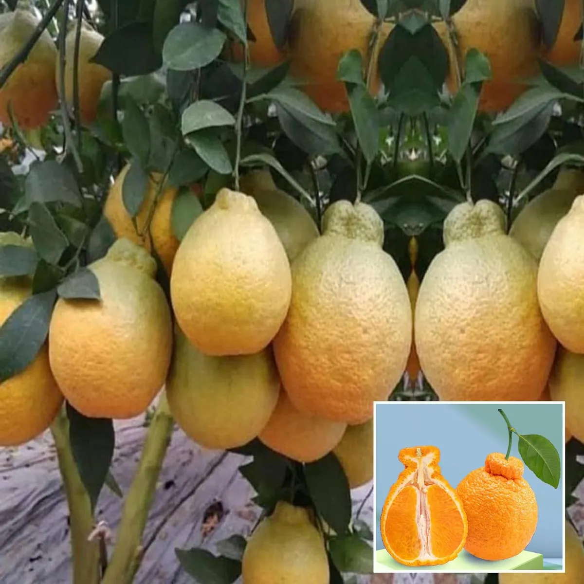 Dekopon Orange Santra Grafted Fruit Live Plant - Megha Agro Farm