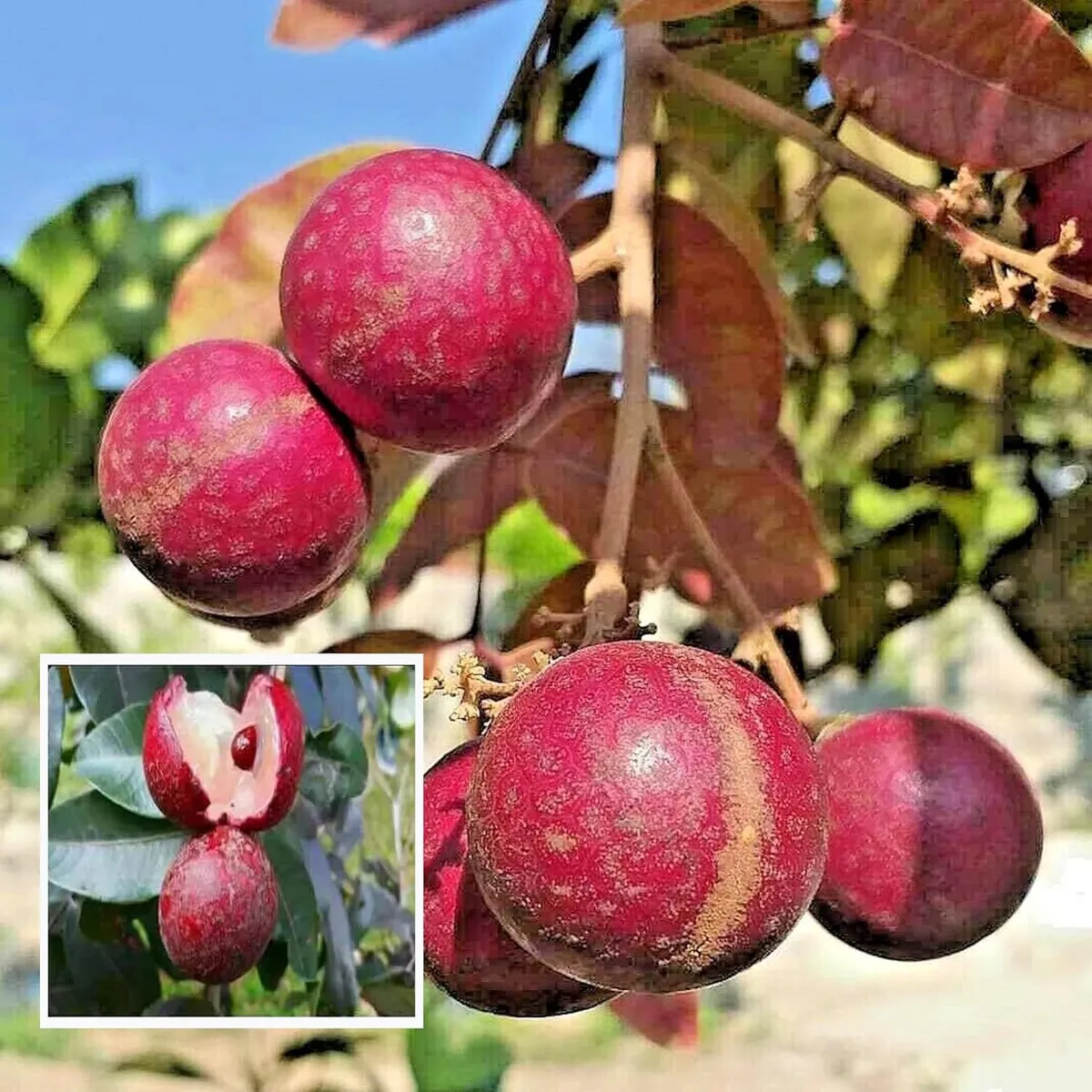 Ruby Red Plus Dragon Eye Longan Grafted Fruit Live Plant - Megha Agro Farm